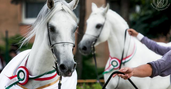 Válogatás a hagyományos magyar lófajták kedvelőinek | Lovasok.hu