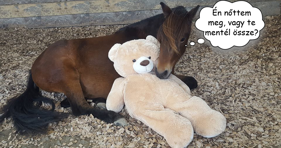 Újra együtt a póni és az ő macija | Lovasok.hu