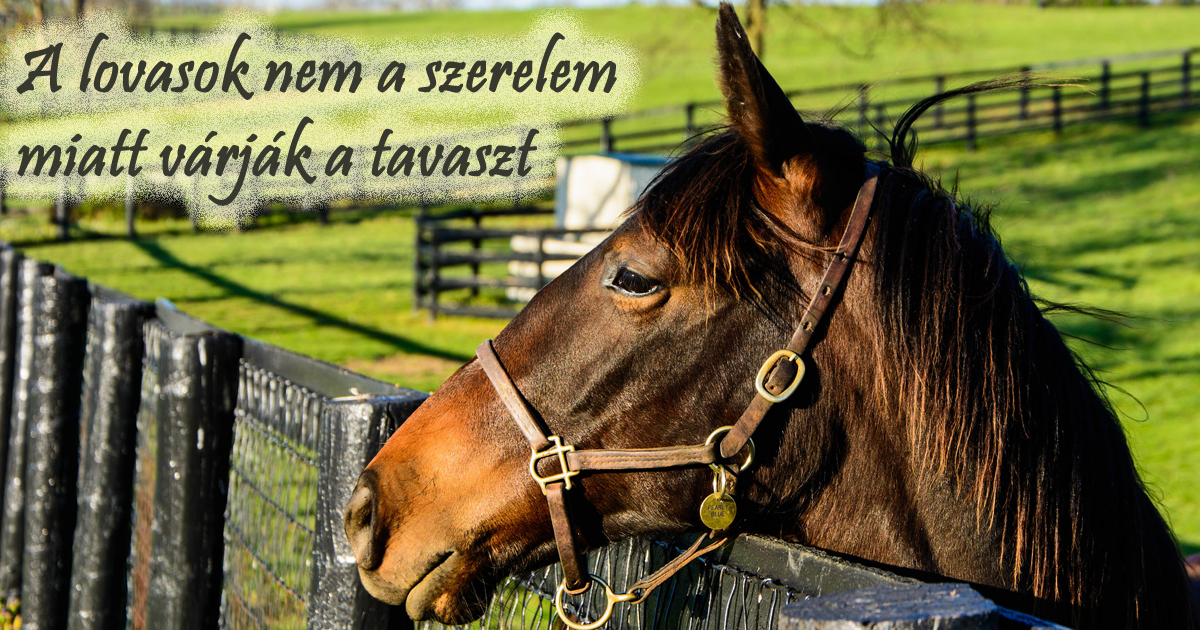 6 ok, amiért a lovasok várják a tavaszt | Lovasok.hu