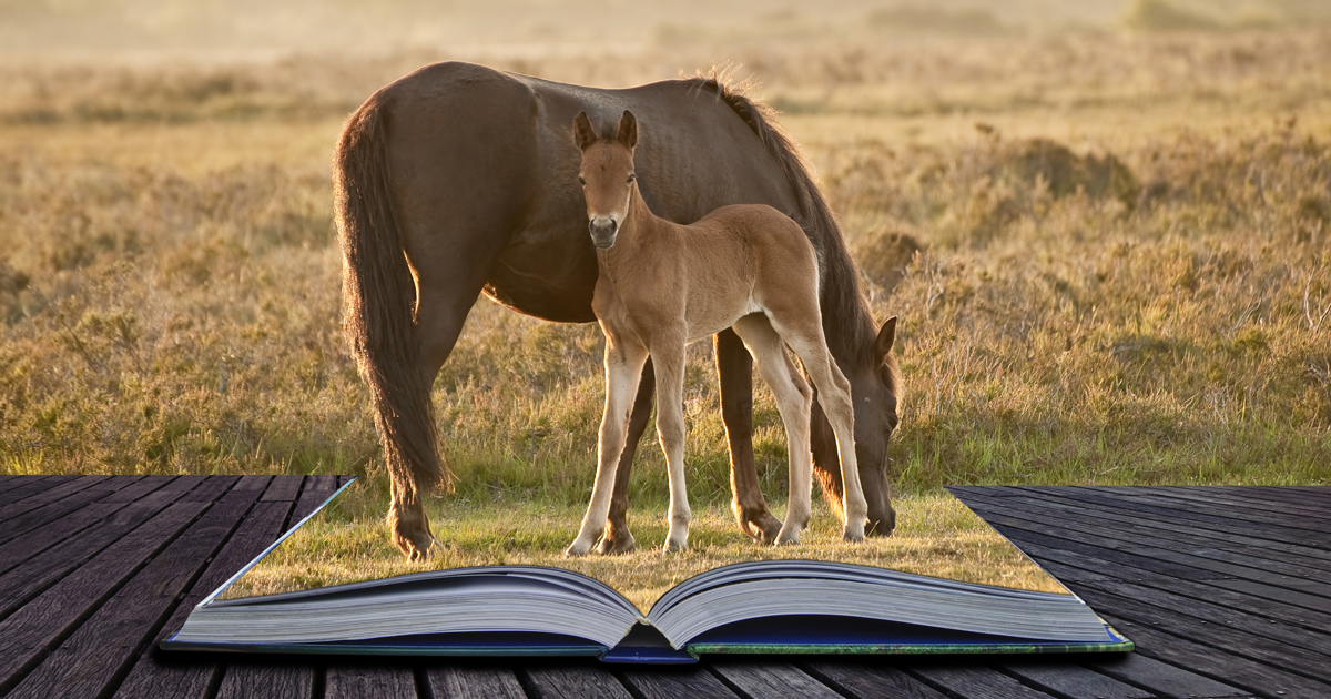 Lovas mesék, lovas történetek | Lovasok.hu