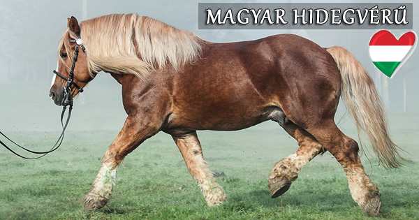 Magyar hidegvérű | Lovasok.hu