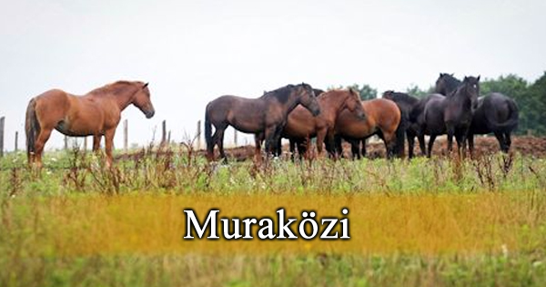 Muraközi | Lovasok.hu