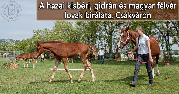 Bírálták a hazai kisbéri, gidrán és magyar félvér lovakat | Lovasok.hu