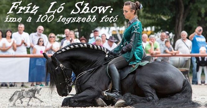 Fríz Ló Show: íme a 100 legszebb fotó | Lovasok.hu