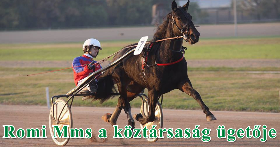 Romi Mms a köztársaság ügetője | Lovasok.hu