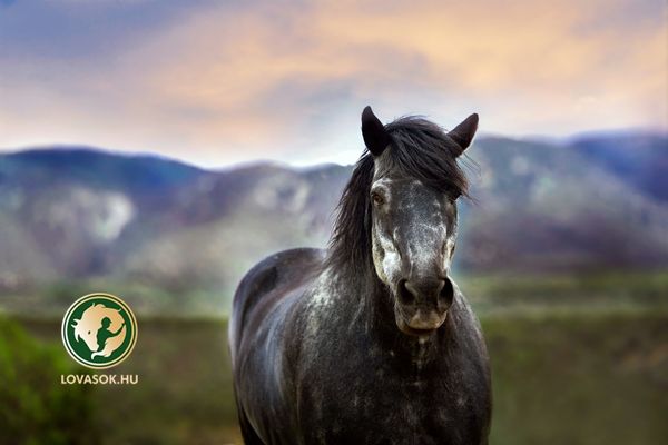 Önálló fajta lehet a muraközi ló? | Lovasok.hu