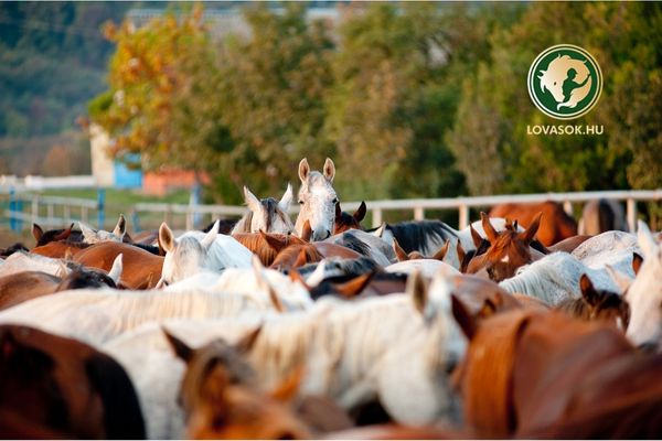 Kiderült, mekkora a magyar lóállomány | Lovasok.hu Kiderült, mekkora a magyar lóállomány | Lovasok.hu