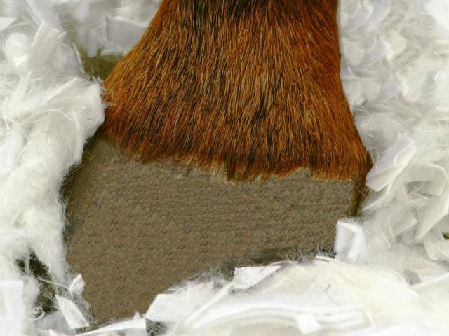 TESA Textil adalékanyaggal a ló egészségének védelmében!