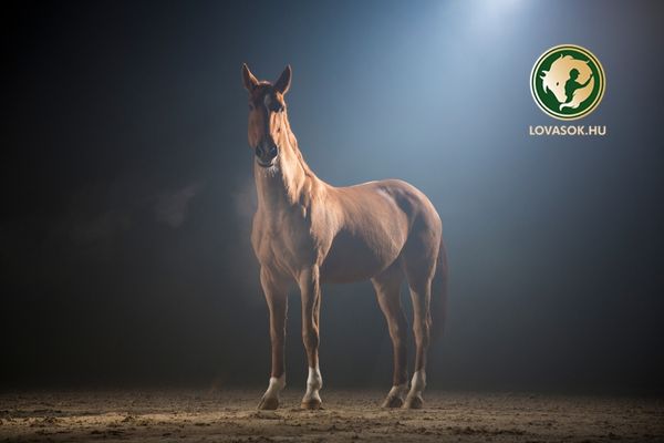 Hamarosan megkezdődik Chacco Blue II csikójának kiképzése! | Lovasok.hu