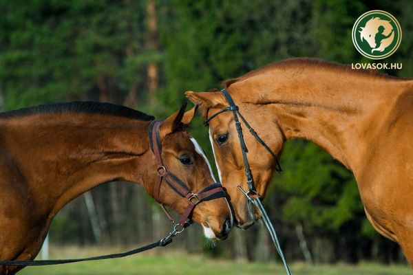 A lovak személyisége | Lovasok.hu