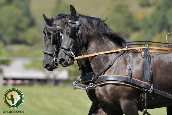 Hölle Martin és a magyar csapat Ismét Világbajnok! 2019 :) | Lovasok.hu