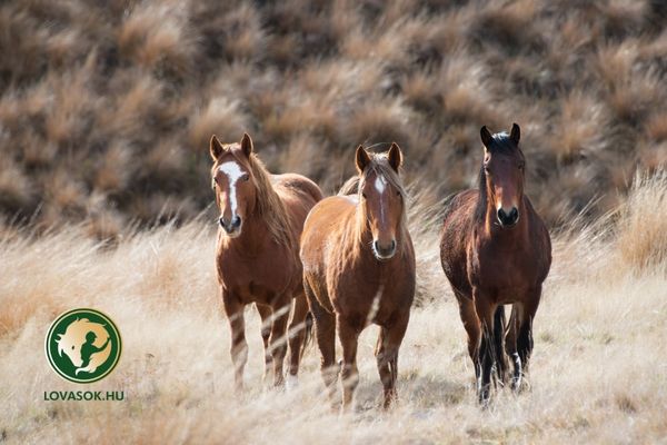 A muraközi ló ismerete, felhasználása | Lovasok.hu