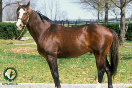 Angol telivér | Lovasok.hu