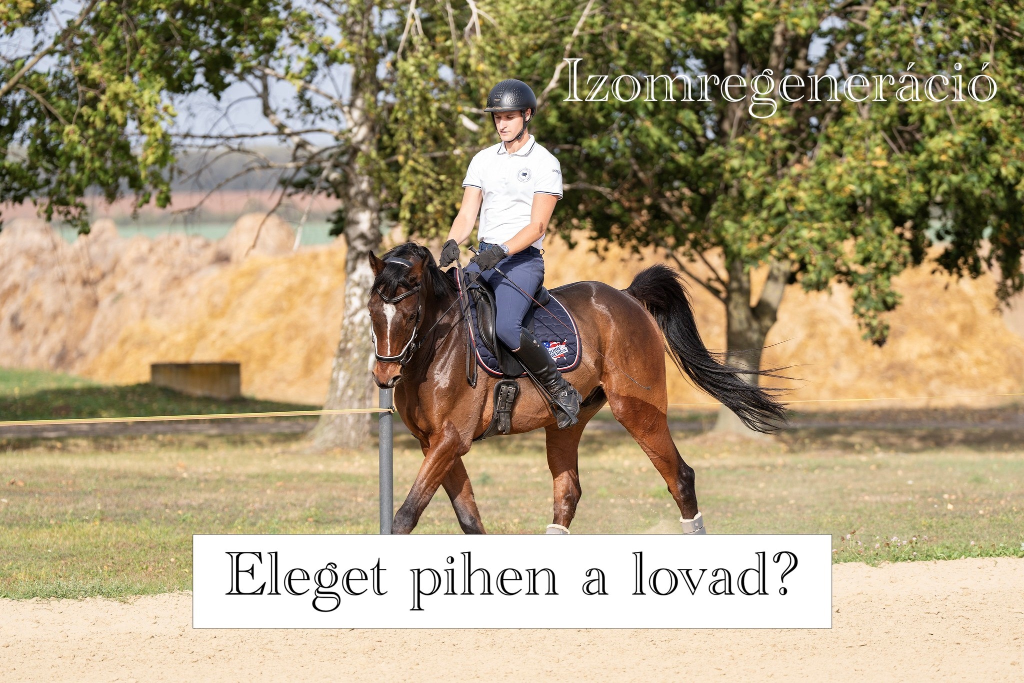 Izomregeneráció - Vajon eleget pihen a lovad? | Lovasok.hu