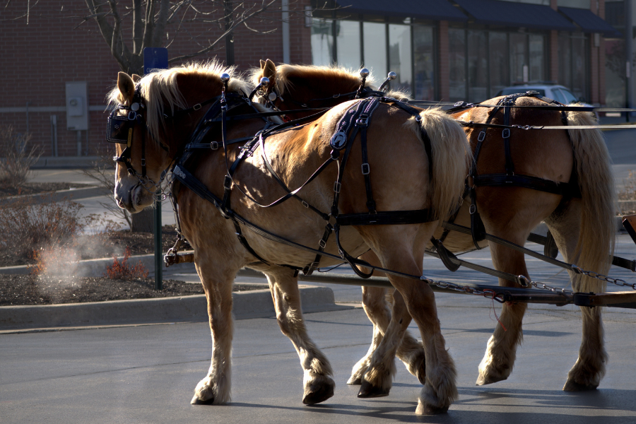 Továbbra is népszerűek és keresettek a hazai lófajták